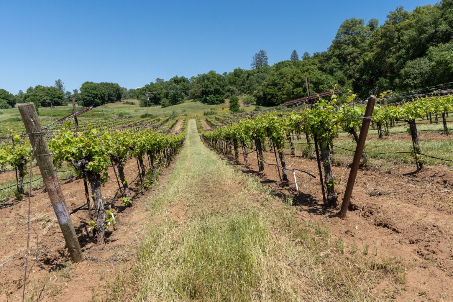 Shenandoah Valley Vineyard For Sale - Vintroux