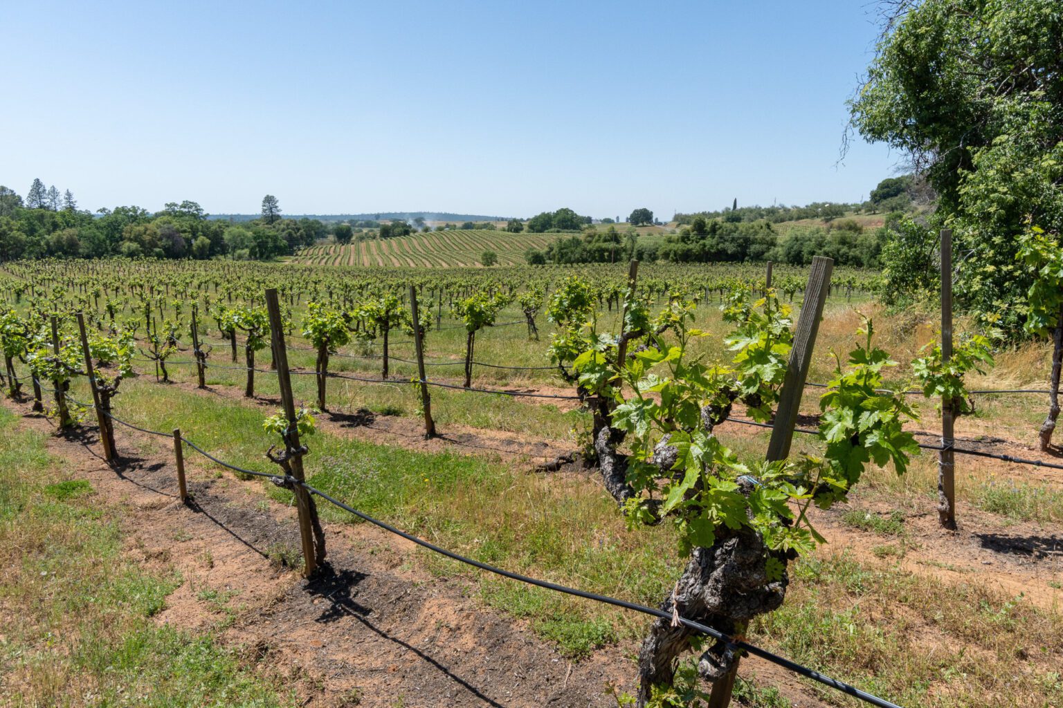 Shenandoah Valley Vineyard For Sale - Vintroux