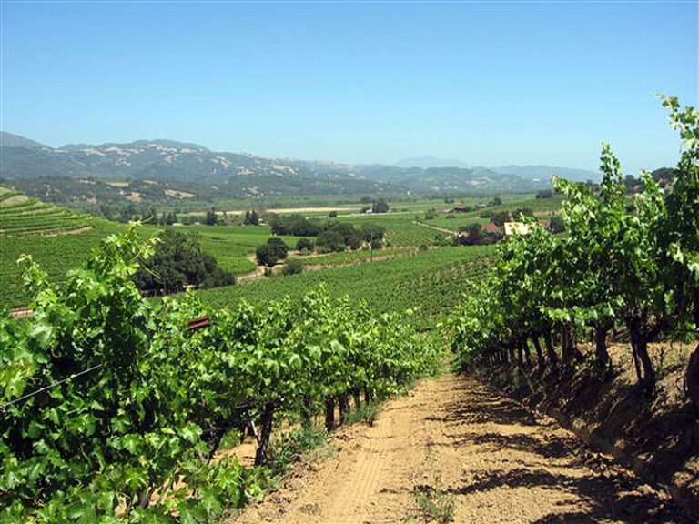 Alexander Valley Vineyards for Sale - Vintroux